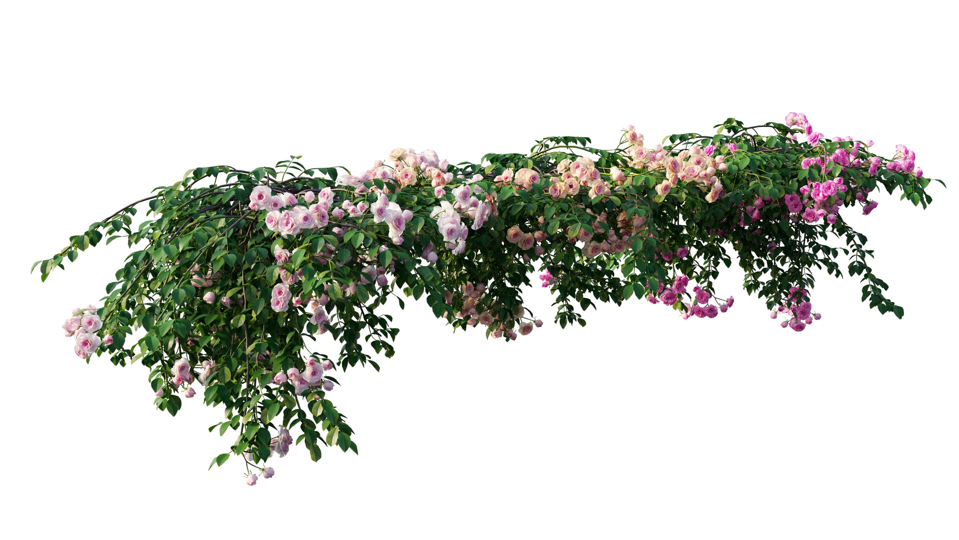 3D Rose Plant Set 30 - TurboSquid 1604052