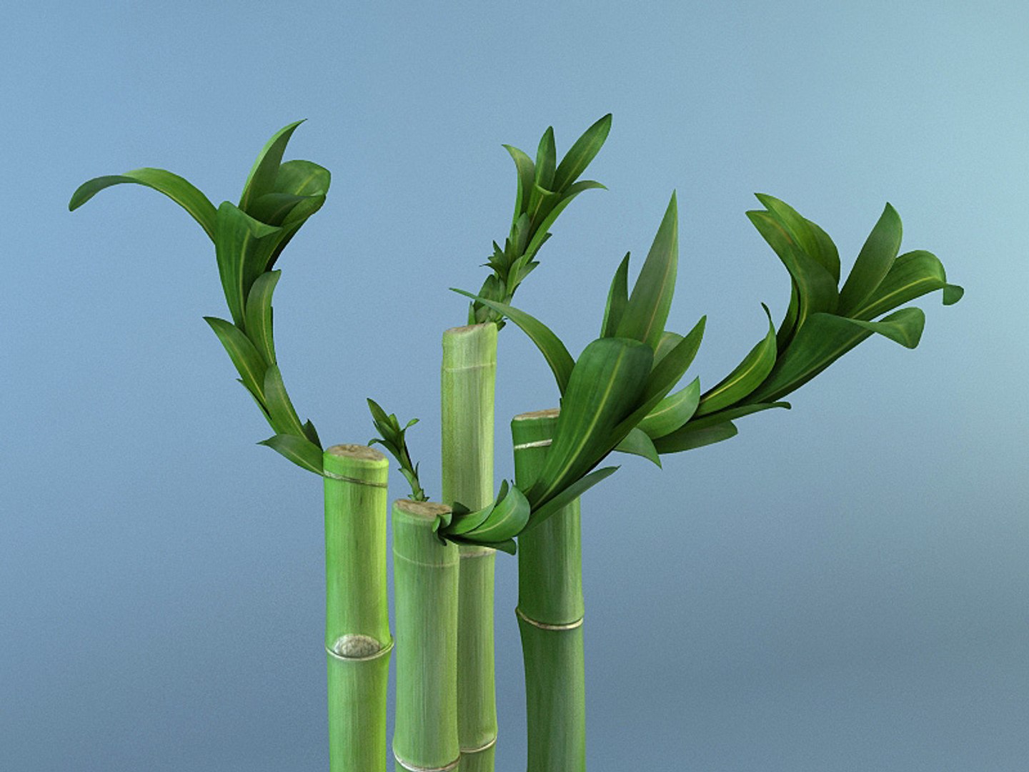 Bamboo Plant 3d Model