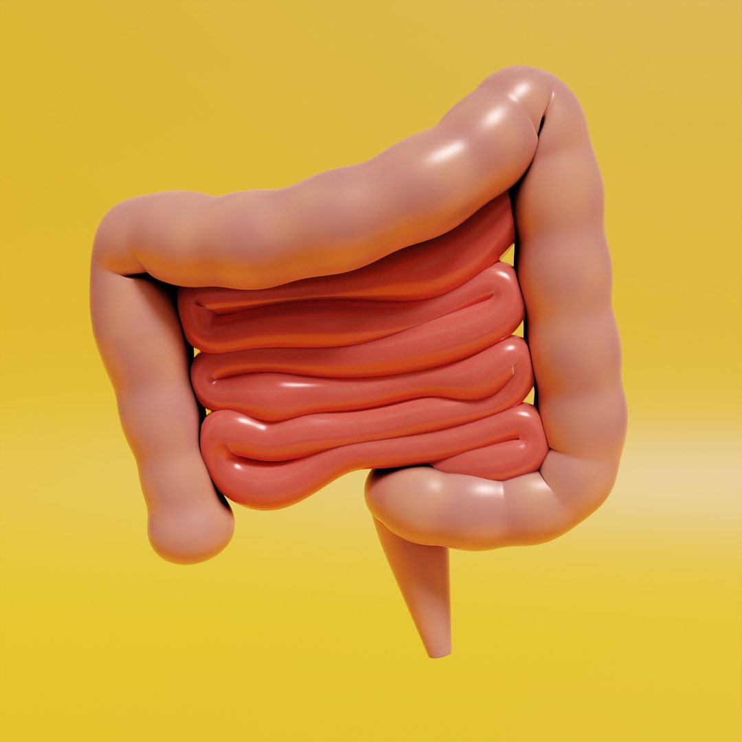 Intestine - Stomach 3D Model - TurboSquid 2134737