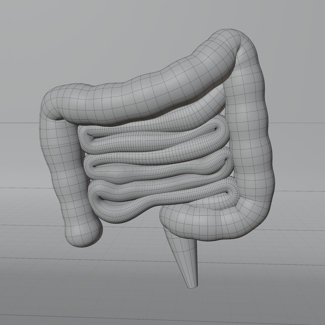 Intestine - Stomach 3D Model - TurboSquid 2134737