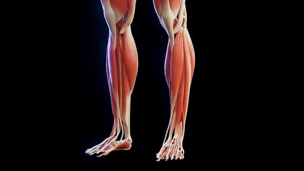 Human Male Muscular System 3D 모델 - TurboSquid 2015240