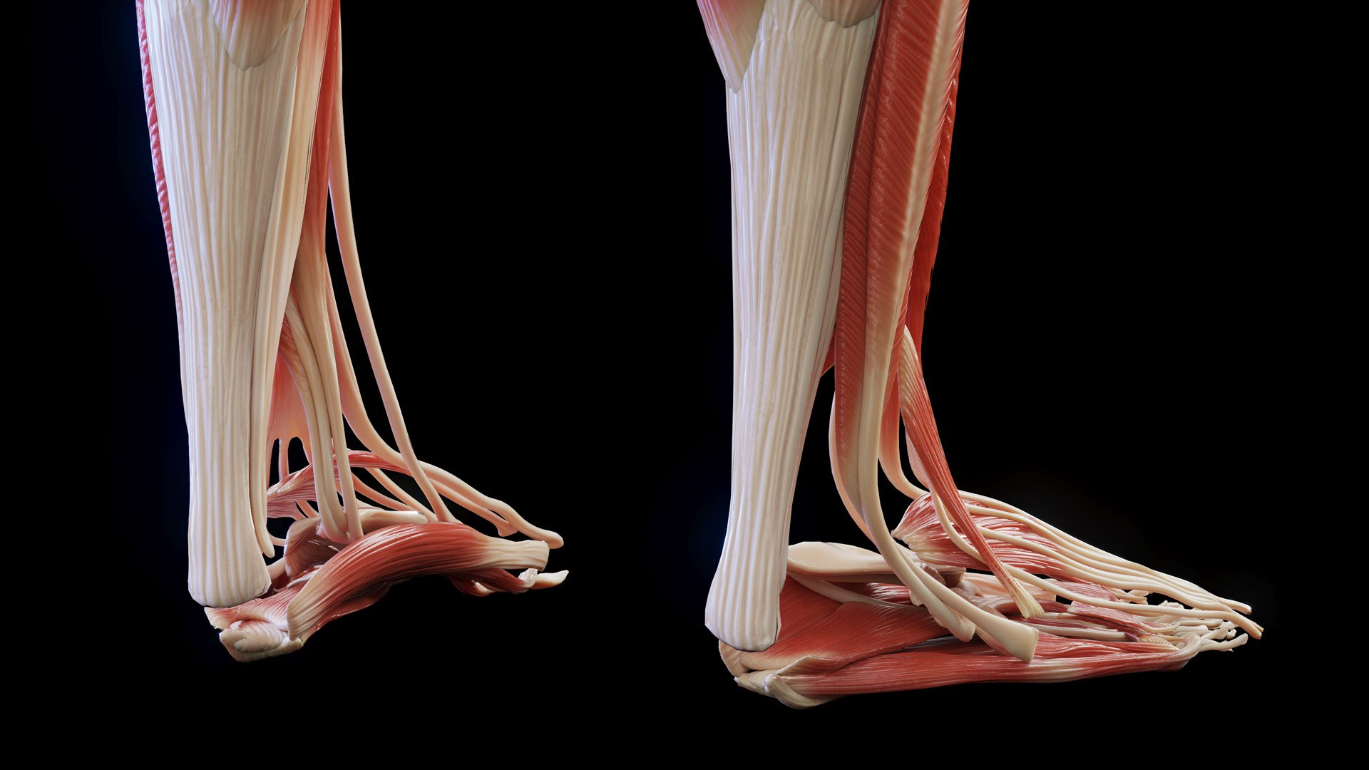 3D Human Male Muscular System - TurboSquid 2015240