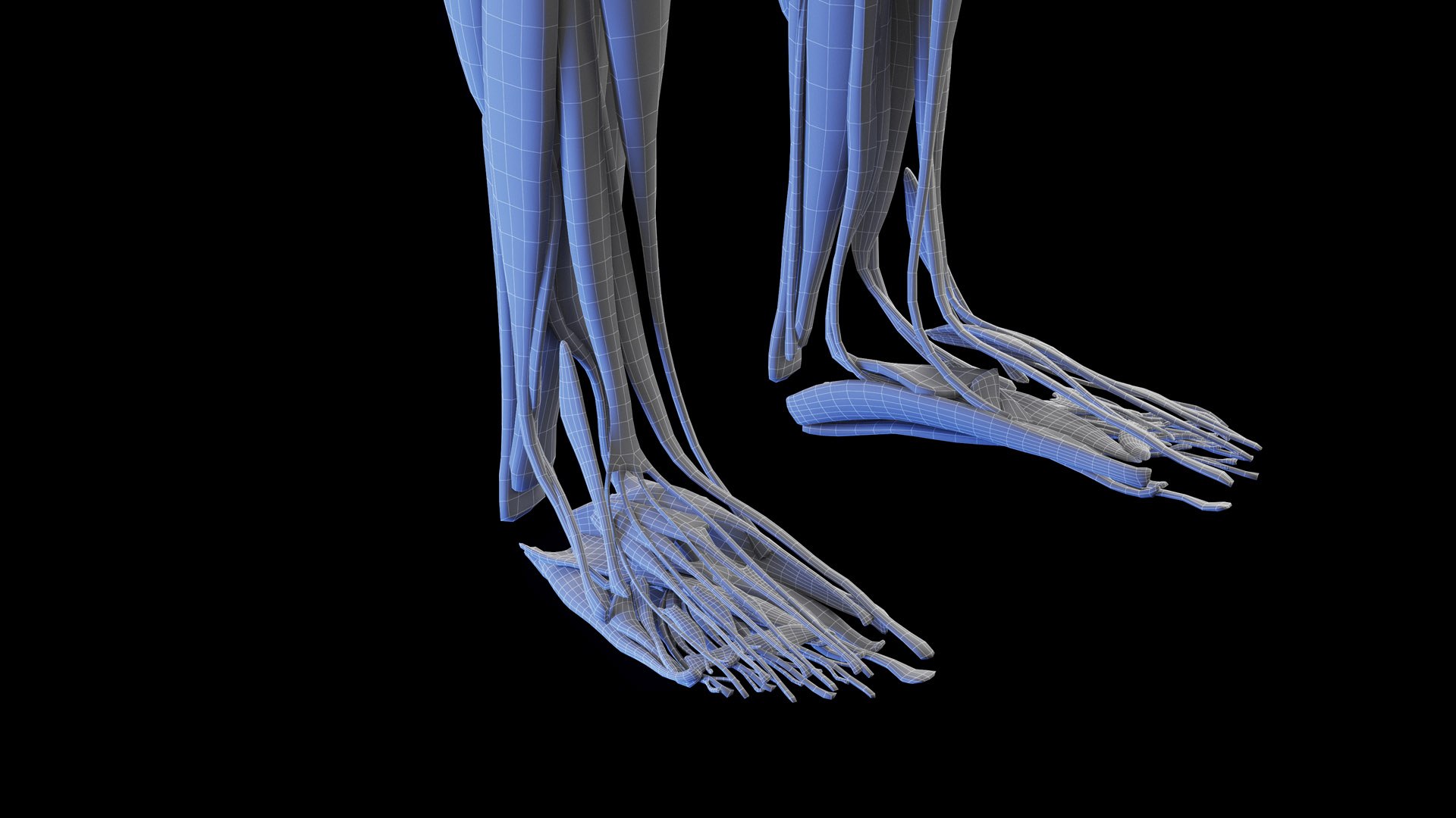 3D Human Male Muscular System - TurboSquid 2015240