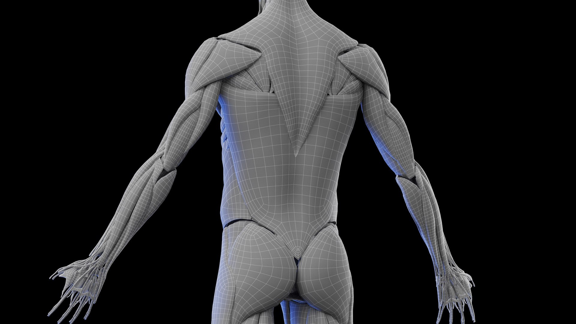 3D Human Male Muscular System - TurboSquid 2015240