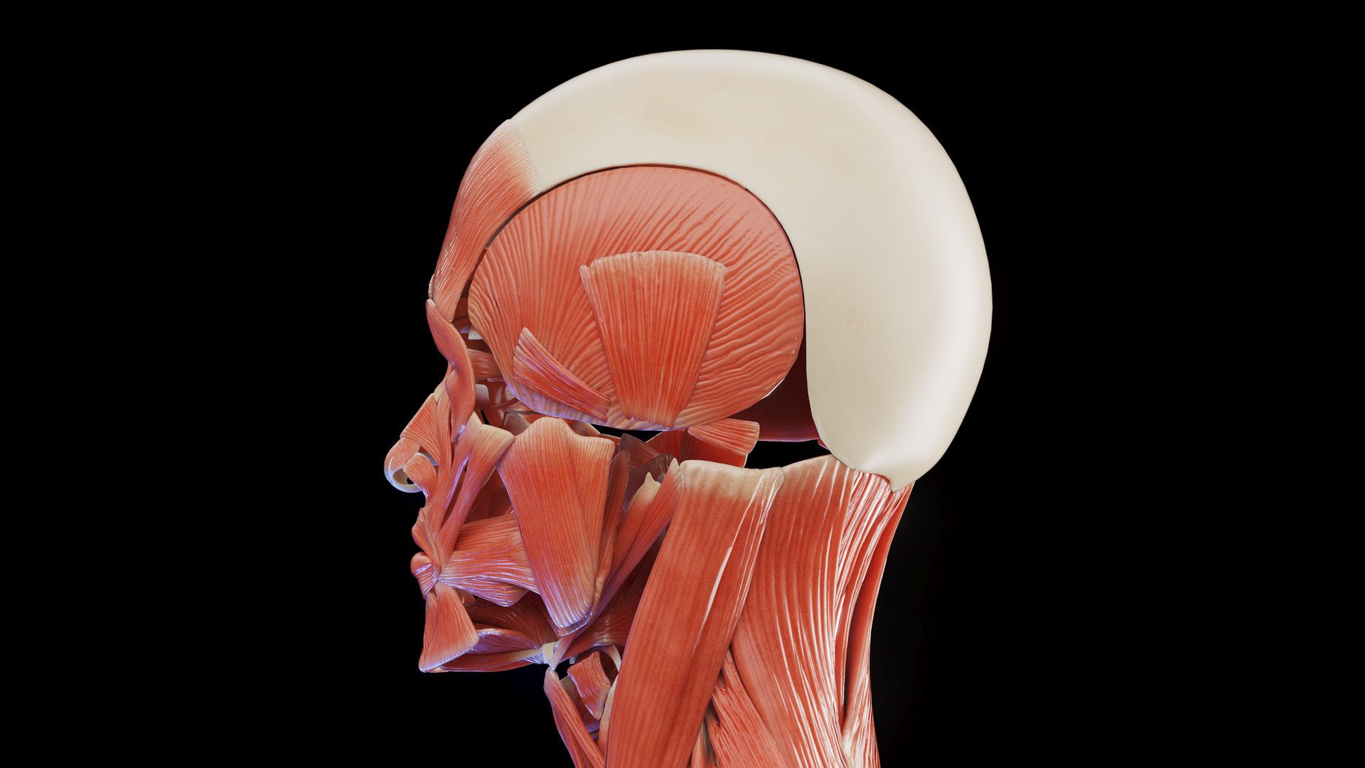 3D Human Male Muscular System - TurboSquid 2015240