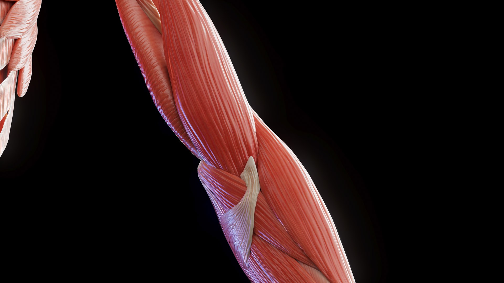 3D Human Male Muscular System - TurboSquid 2015240