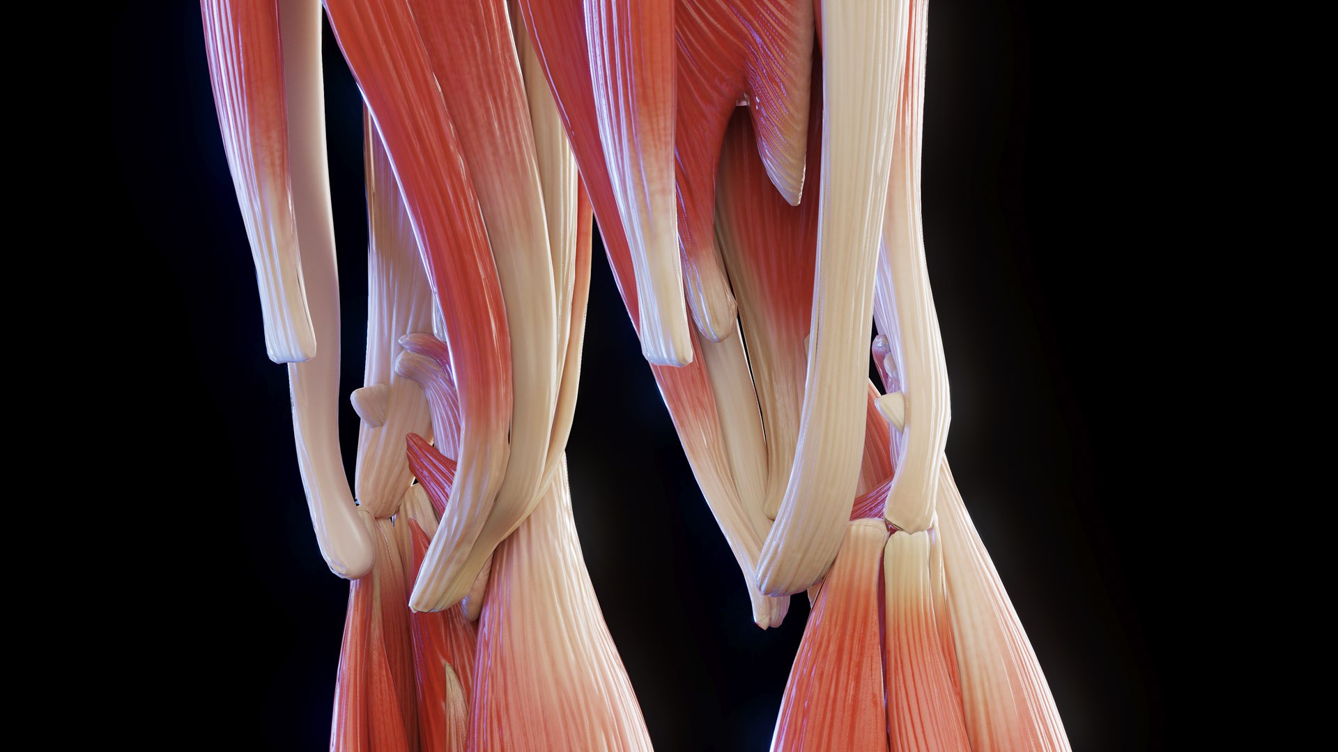3D Human Male Muscular System - TurboSquid 2015240