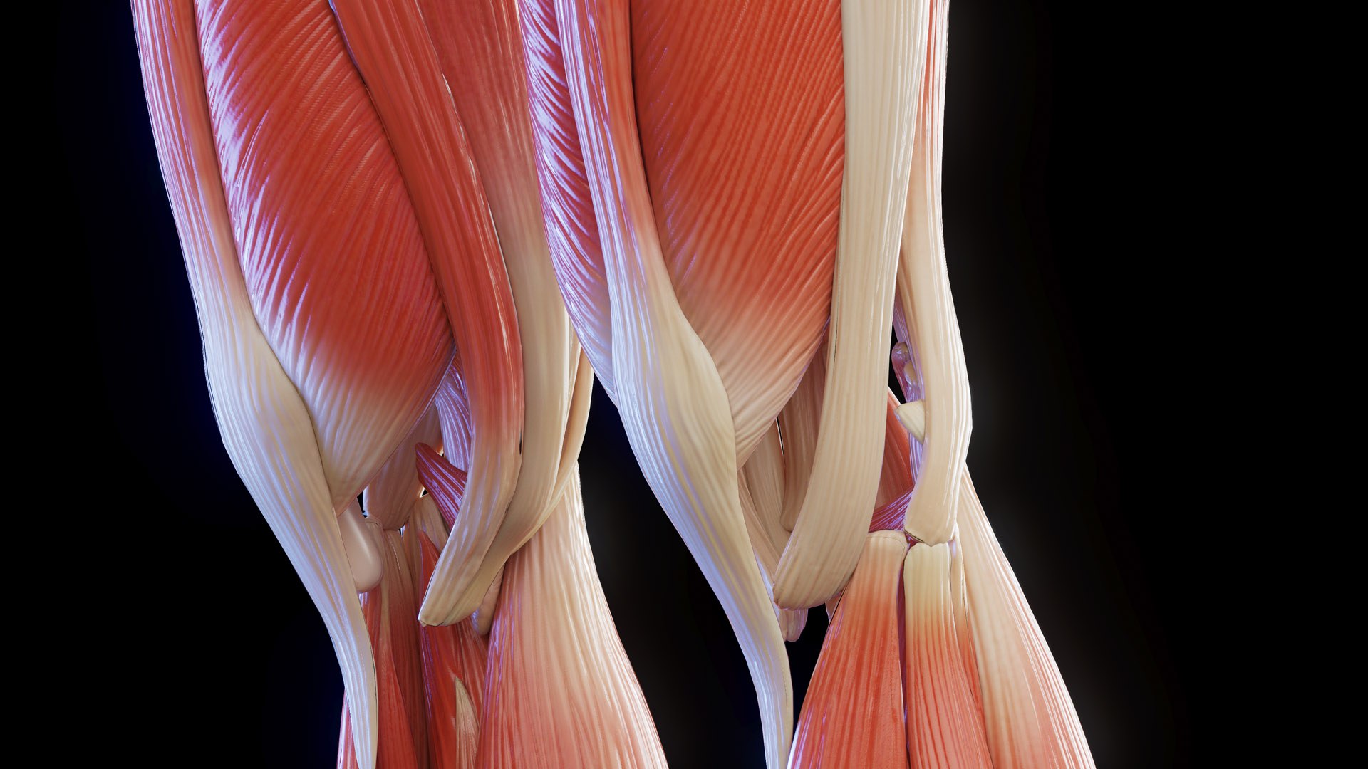 3D Human Male Muscular System - TurboSquid 2015240
