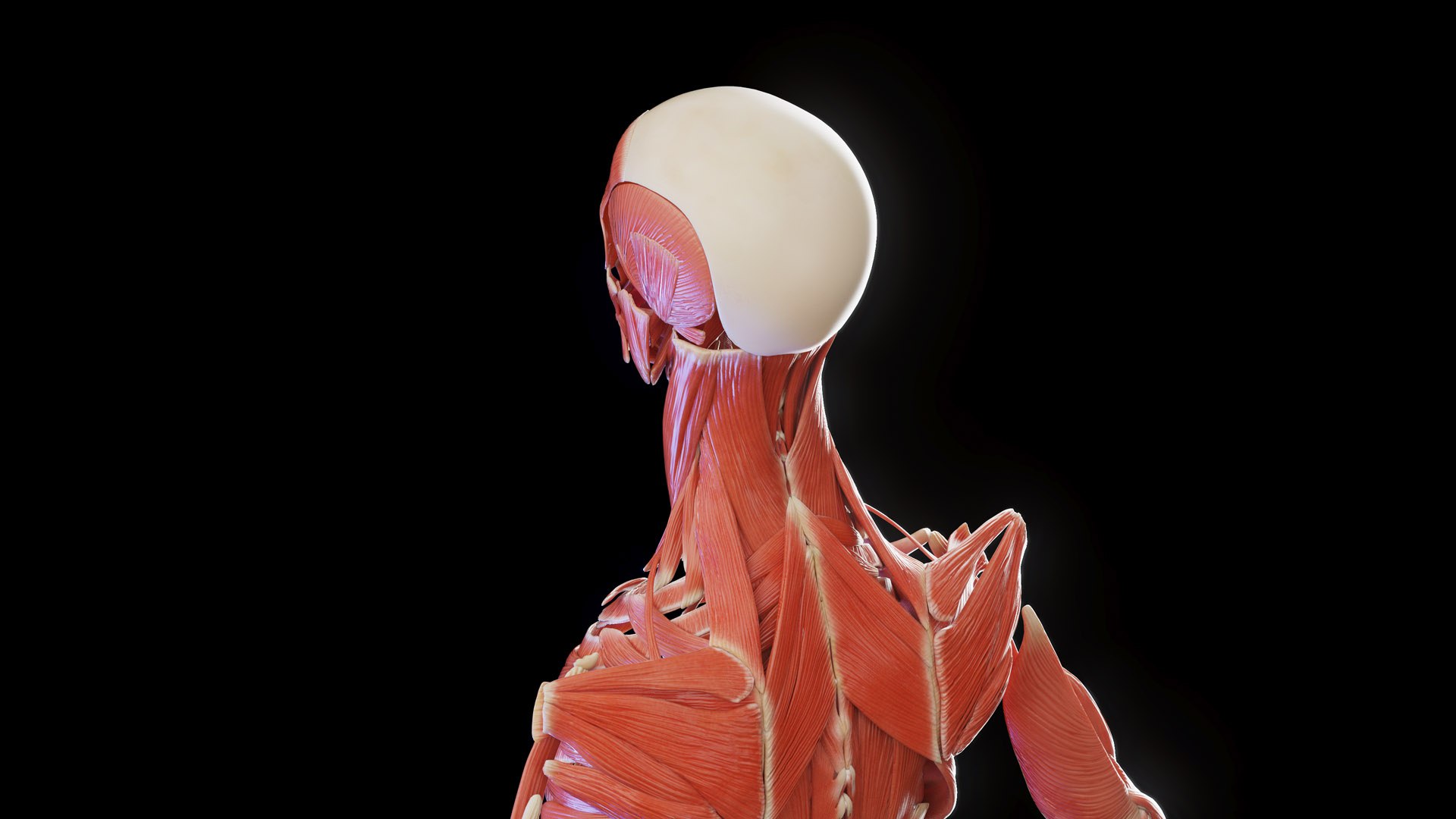 3D Human Male Muscular System - TurboSquid 2015240