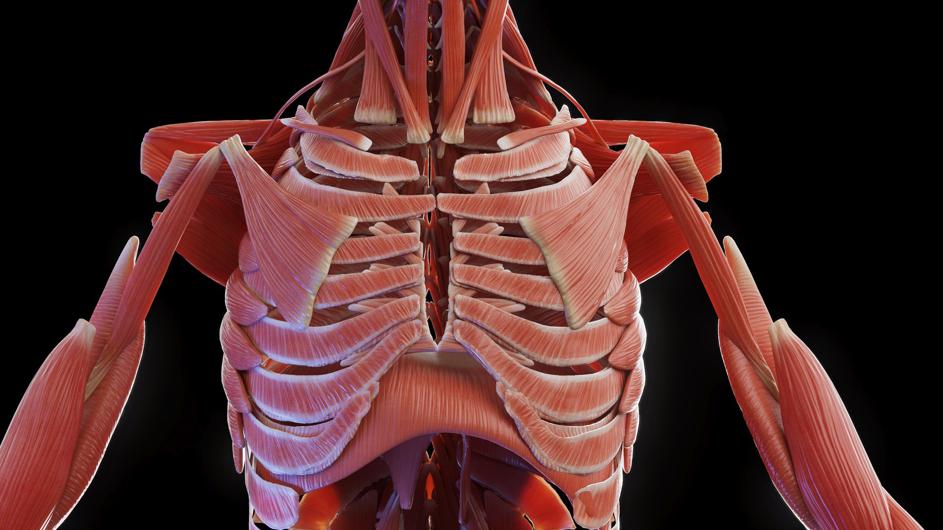 3D Human Male Muscular System - TurboSquid 2015240