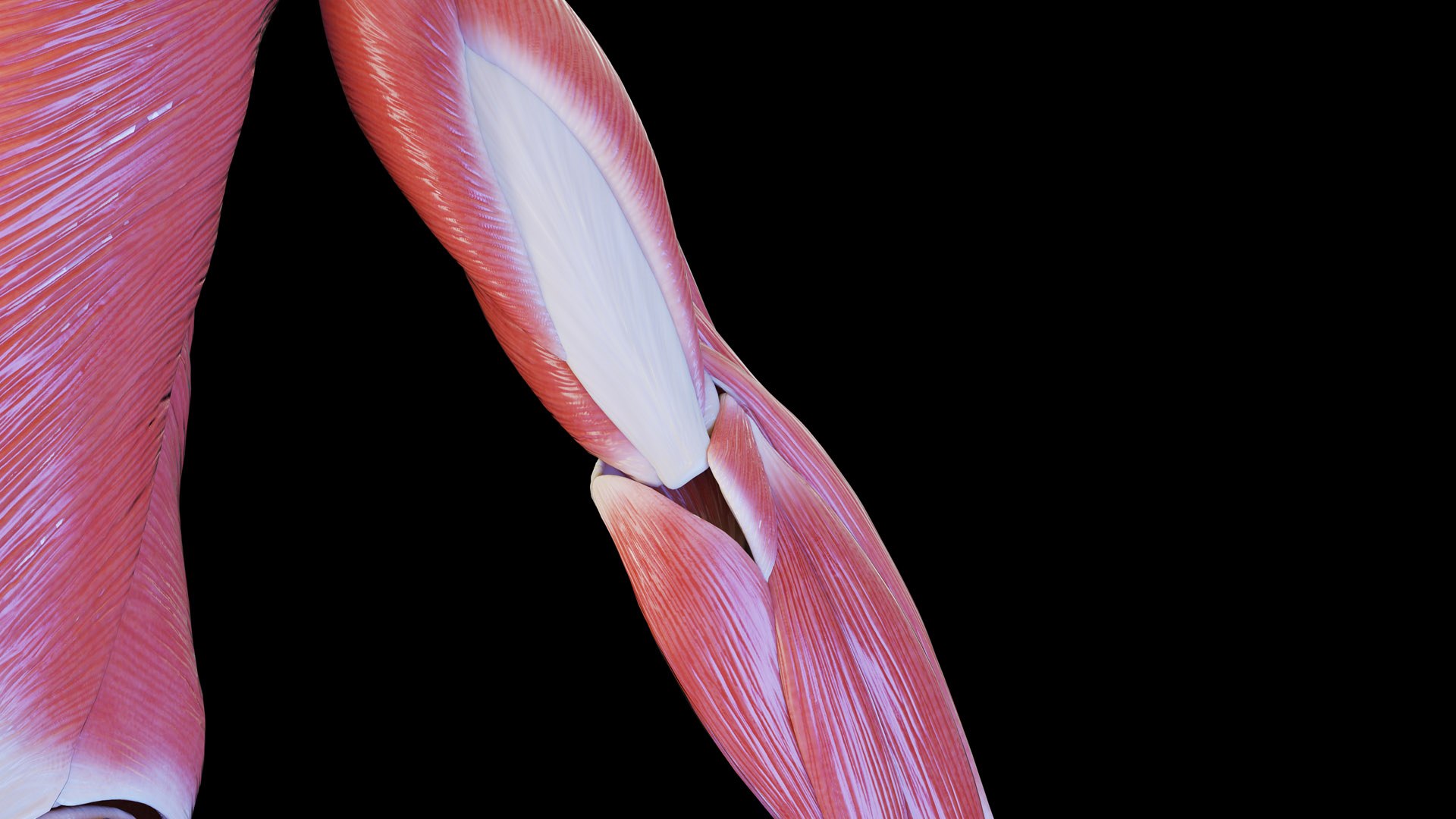 3D Human Male Muscular System - TurboSquid 2015240