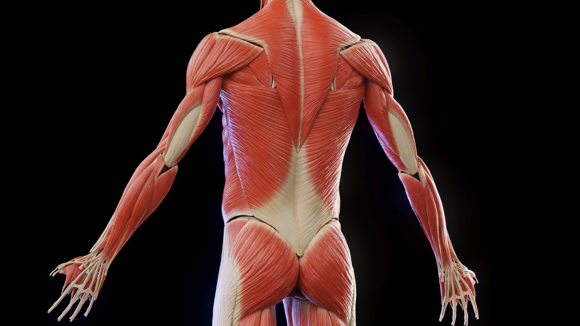 3D Human Male Muscular System - TurboSquid 2015240