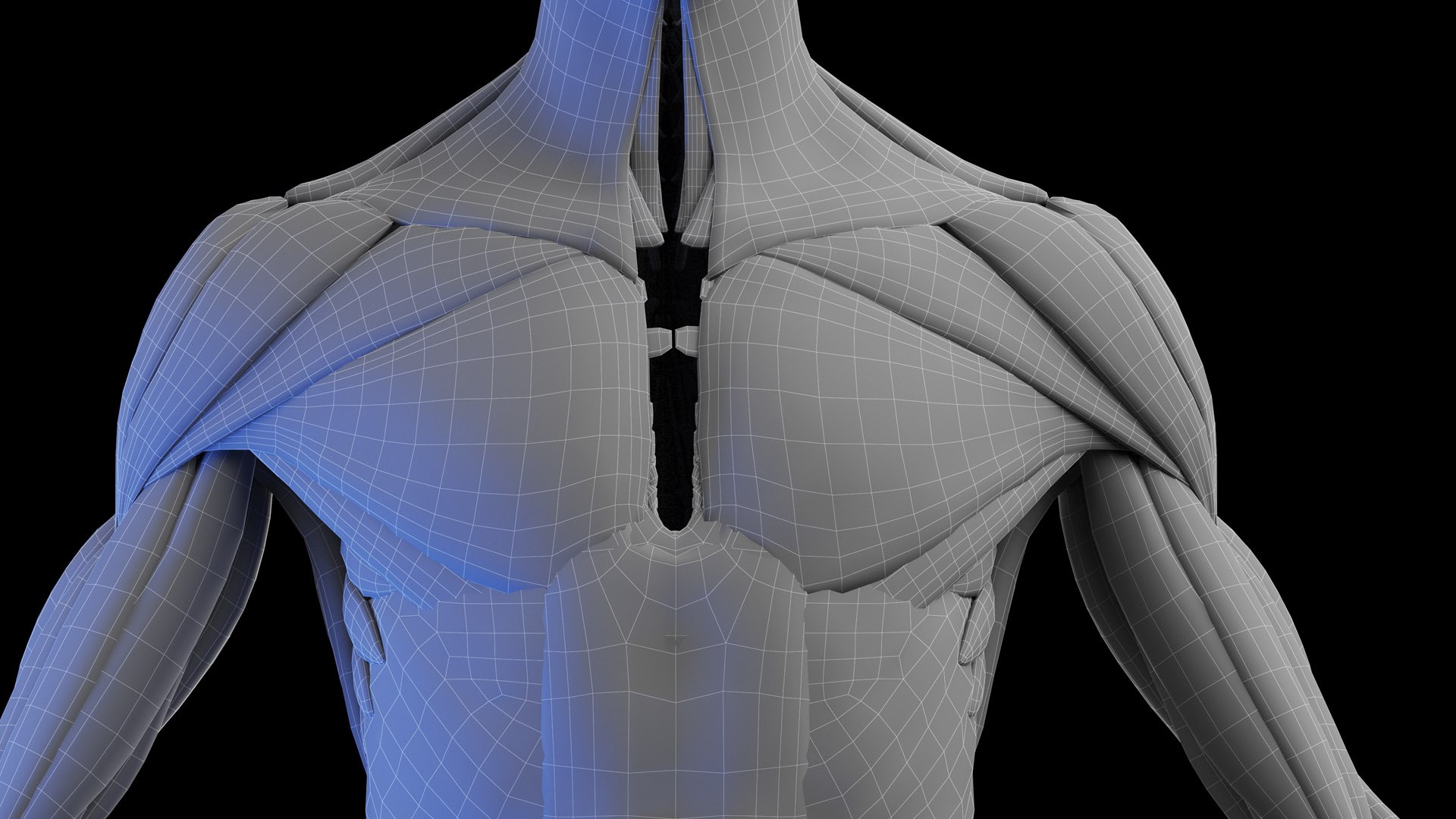 3D Human Male Muscular System - TurboSquid 2015240