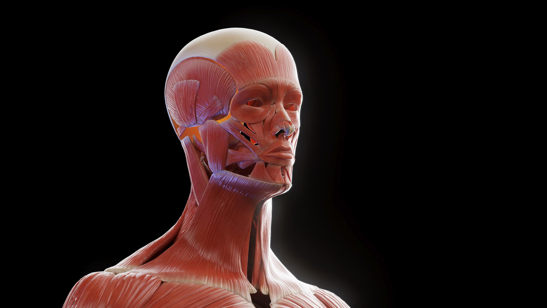 3D Human Male Muscular System - TurboSquid 2015240