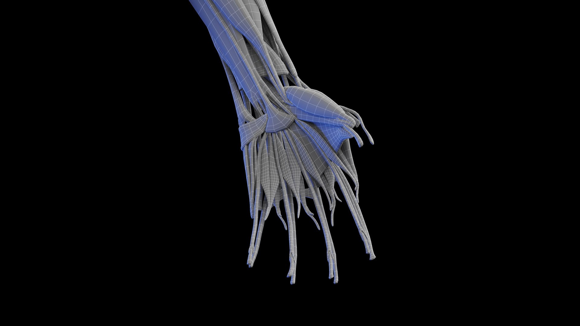 3D Human Male Muscular System - TurboSquid 2015240