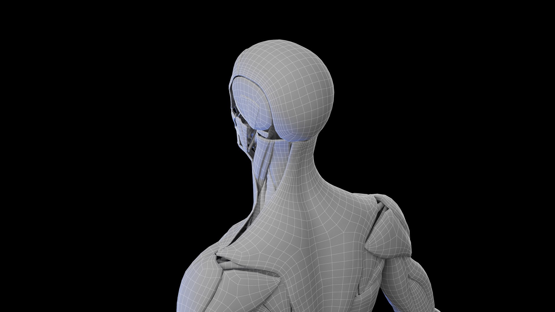 3D Human Male Muscular System - TurboSquid 2015240