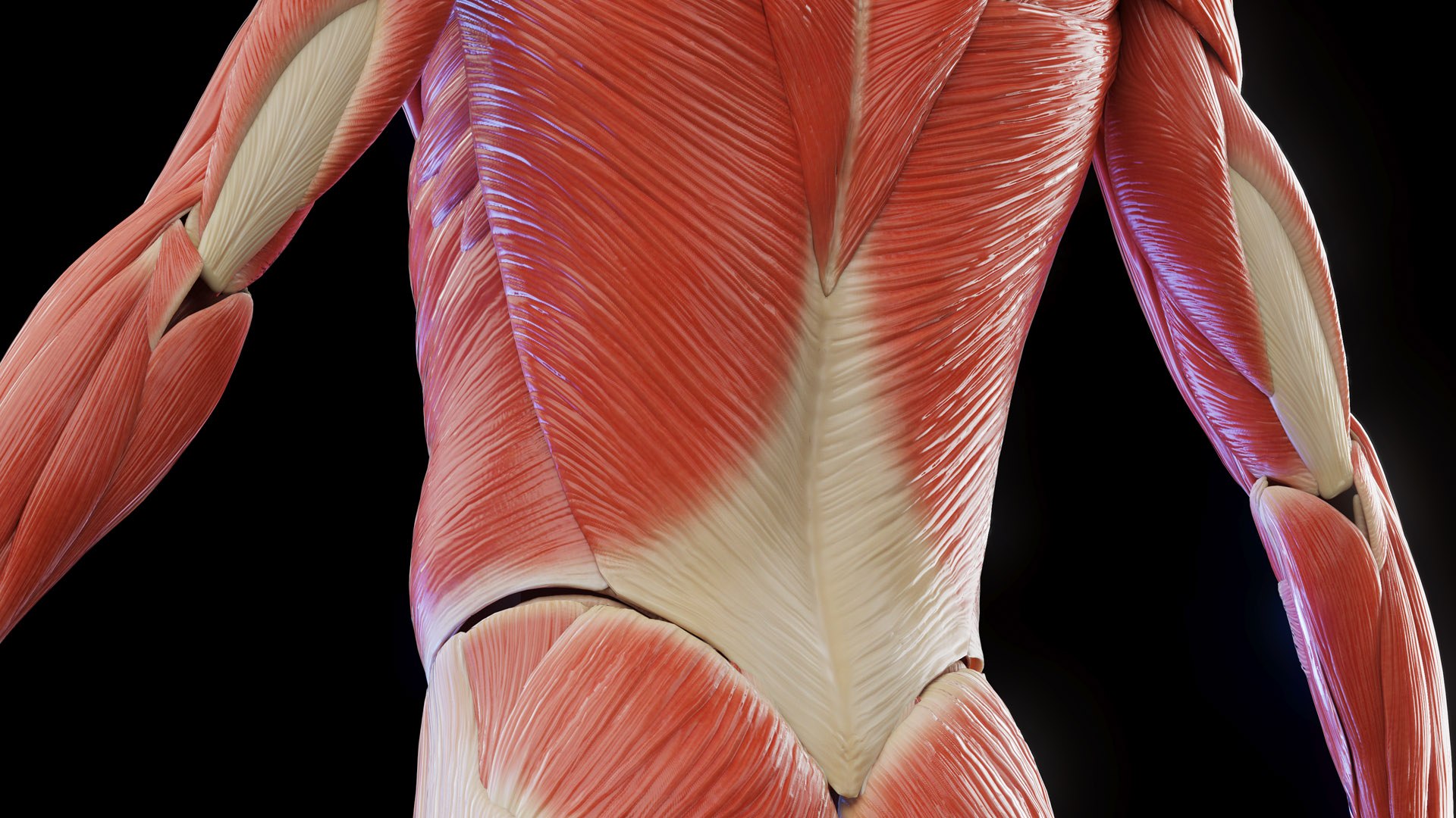 3D Human Male Muscular System - TurboSquid 2015240