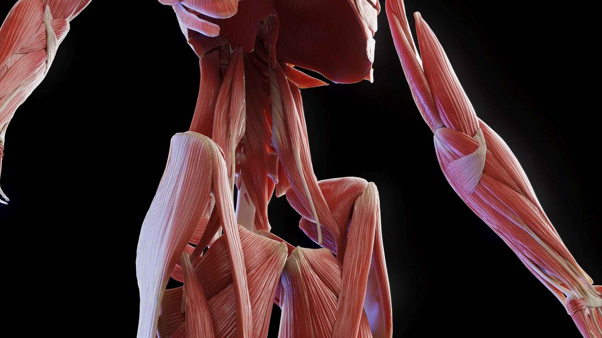 3D Human Male Muscular System - TurboSquid 2015240