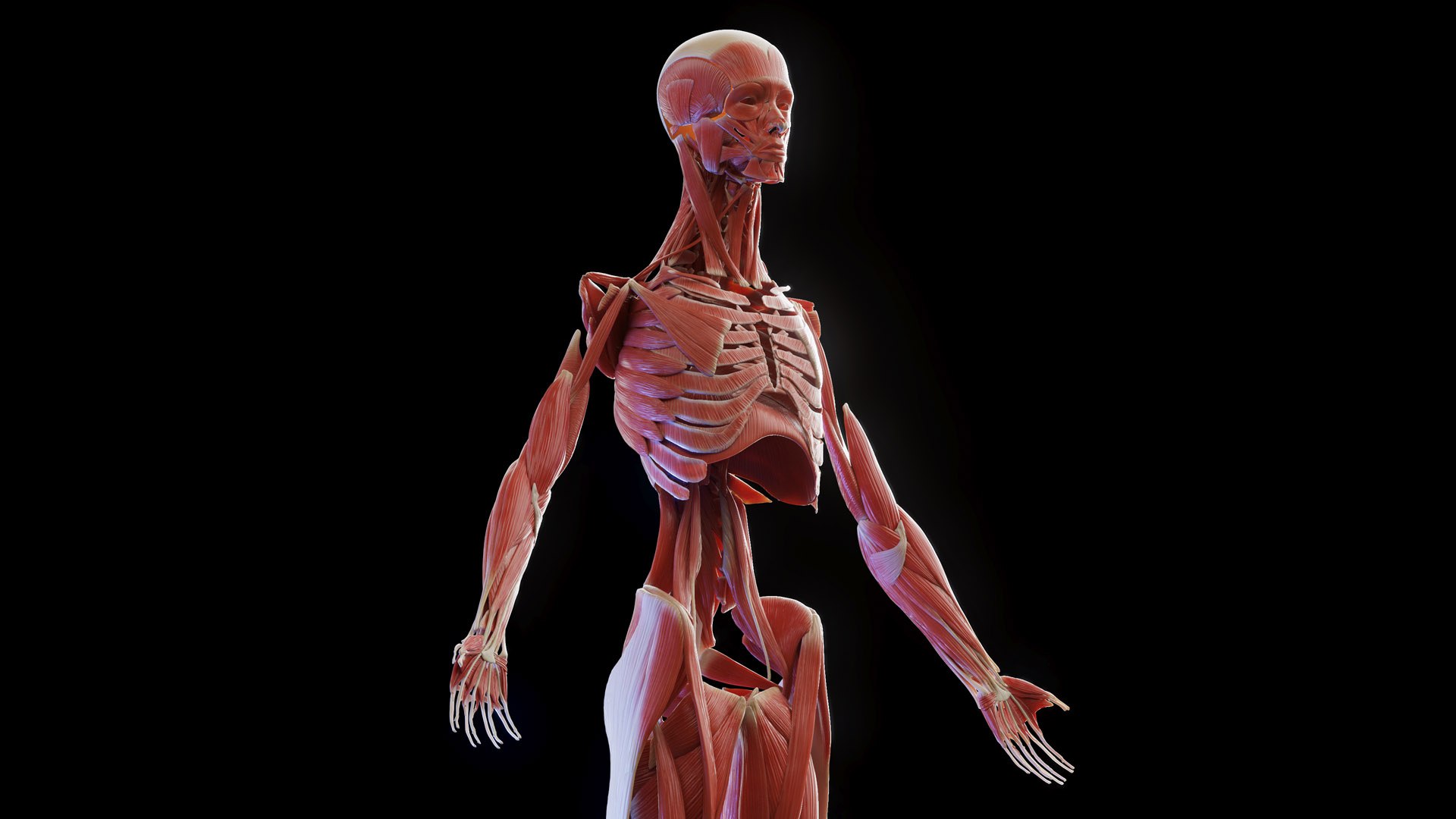 3D Human Male Muscular System - TurboSquid 2015240