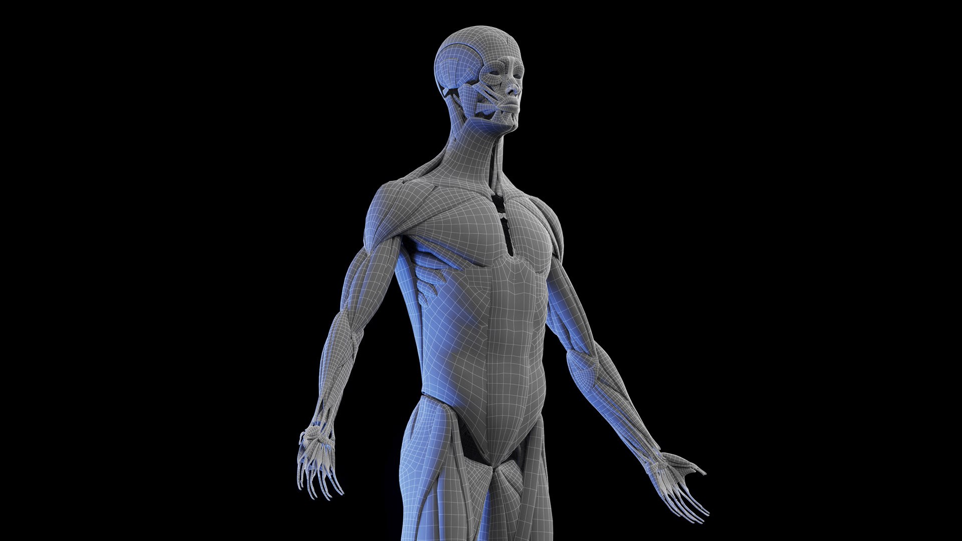 3D Human Male Muscular System - TurboSquid 2015240
