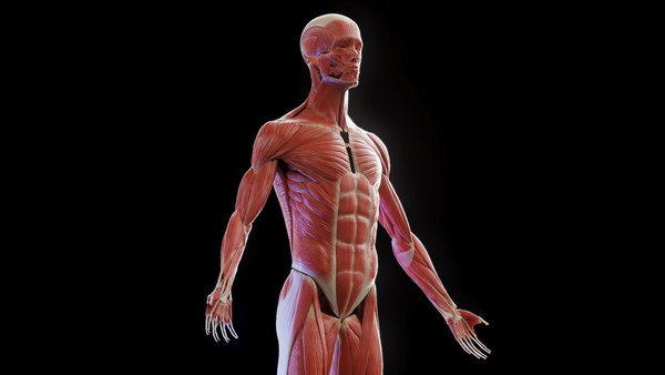 Human Male Muscular System Modelo 3D - TurboSquid 2015240