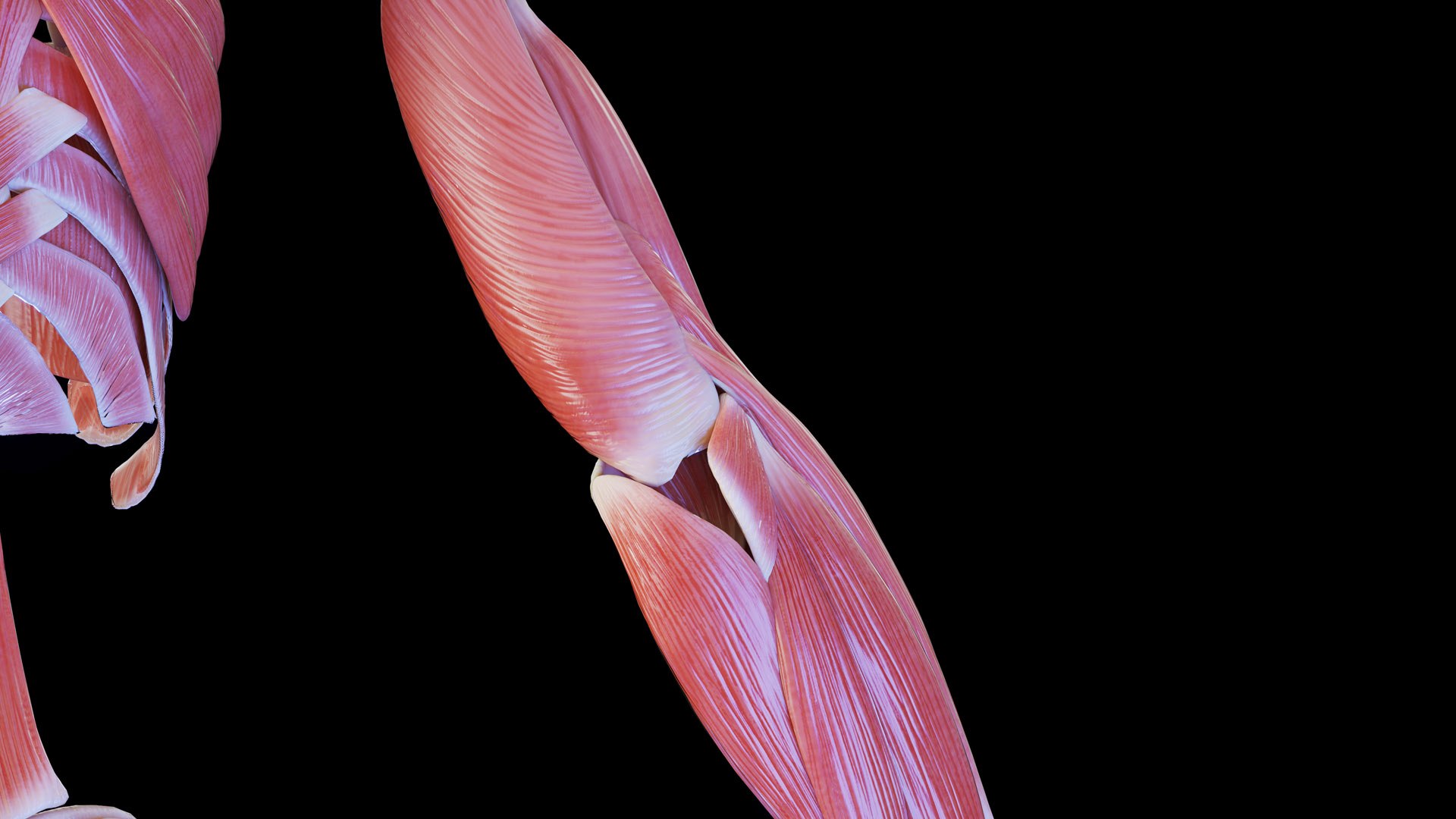 3D Human Male Muscular System - TurboSquid 2015240