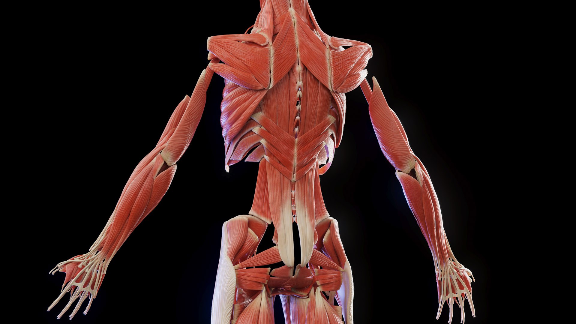 3D Human Male Muscular System - TurboSquid 2015240