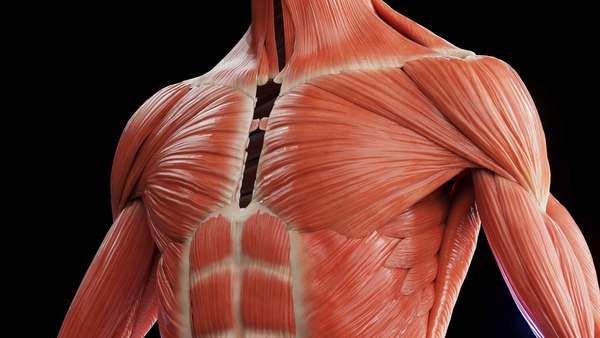 Human Male Muscular System 3D 모델 - TurboSquid 2015240