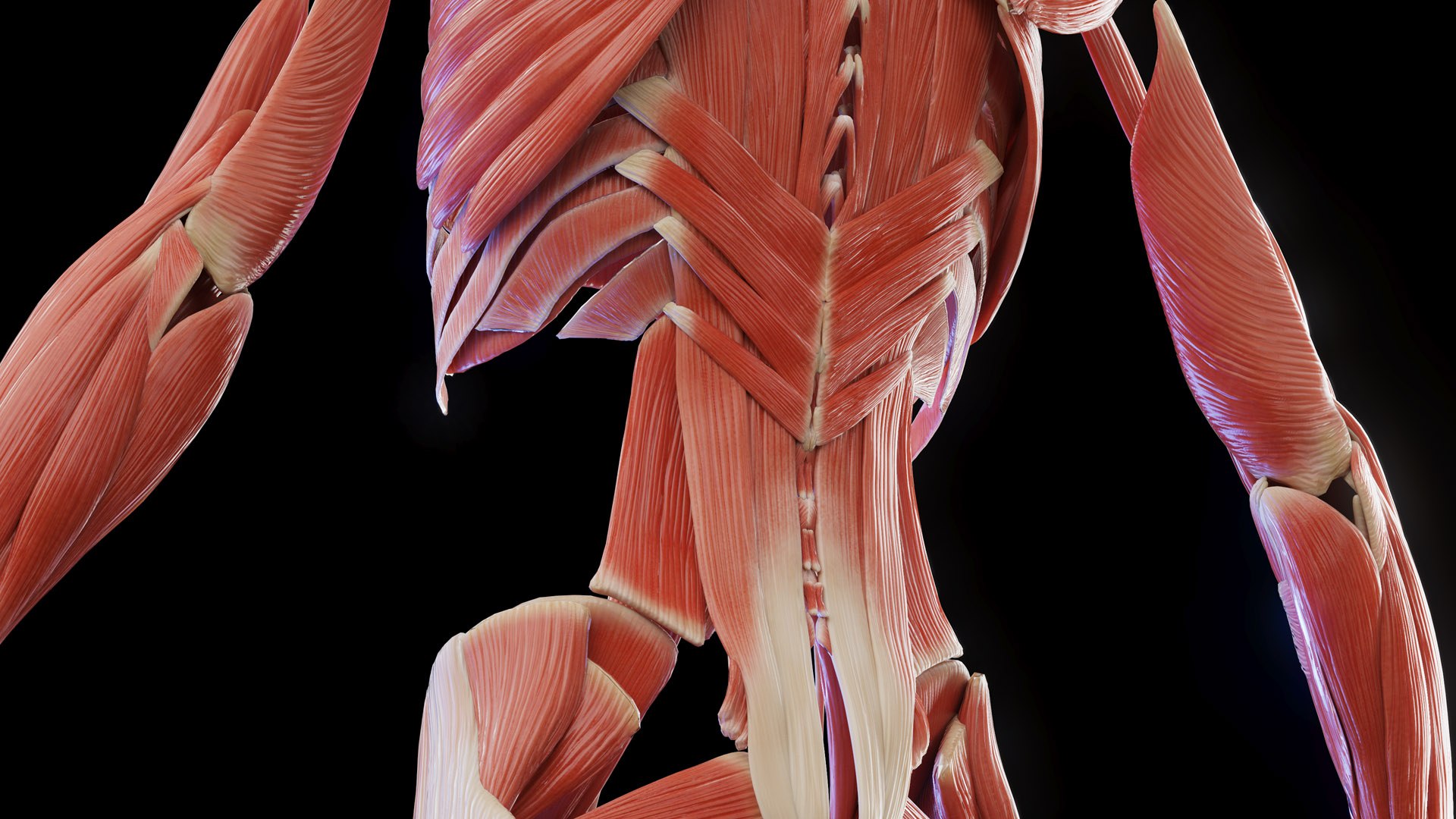 3D Human Male Muscular System - TurboSquid 2015240