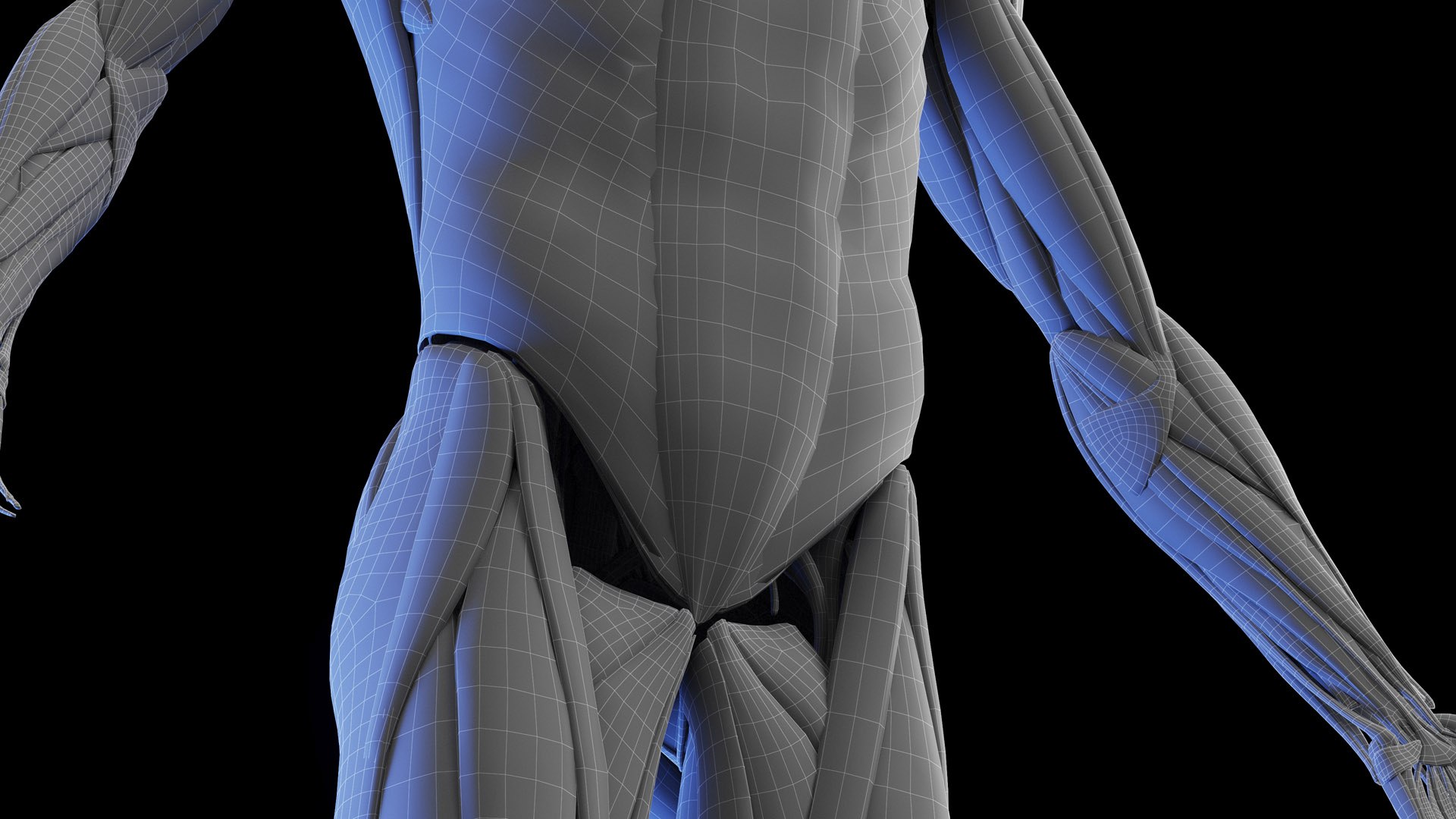 3D Human Male Muscular System - TurboSquid 2015240