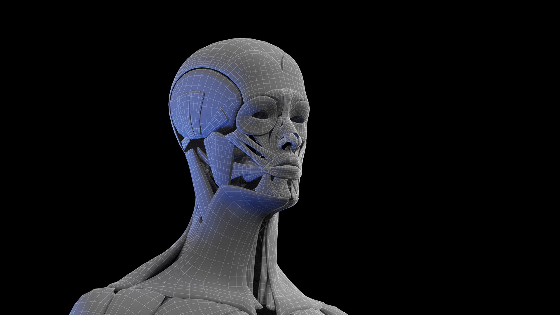 3D Human Male Muscular System - TurboSquid 2015240