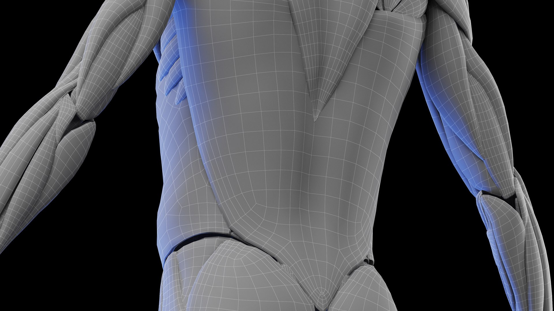 3D Human Male Muscular System - TurboSquid 2015240