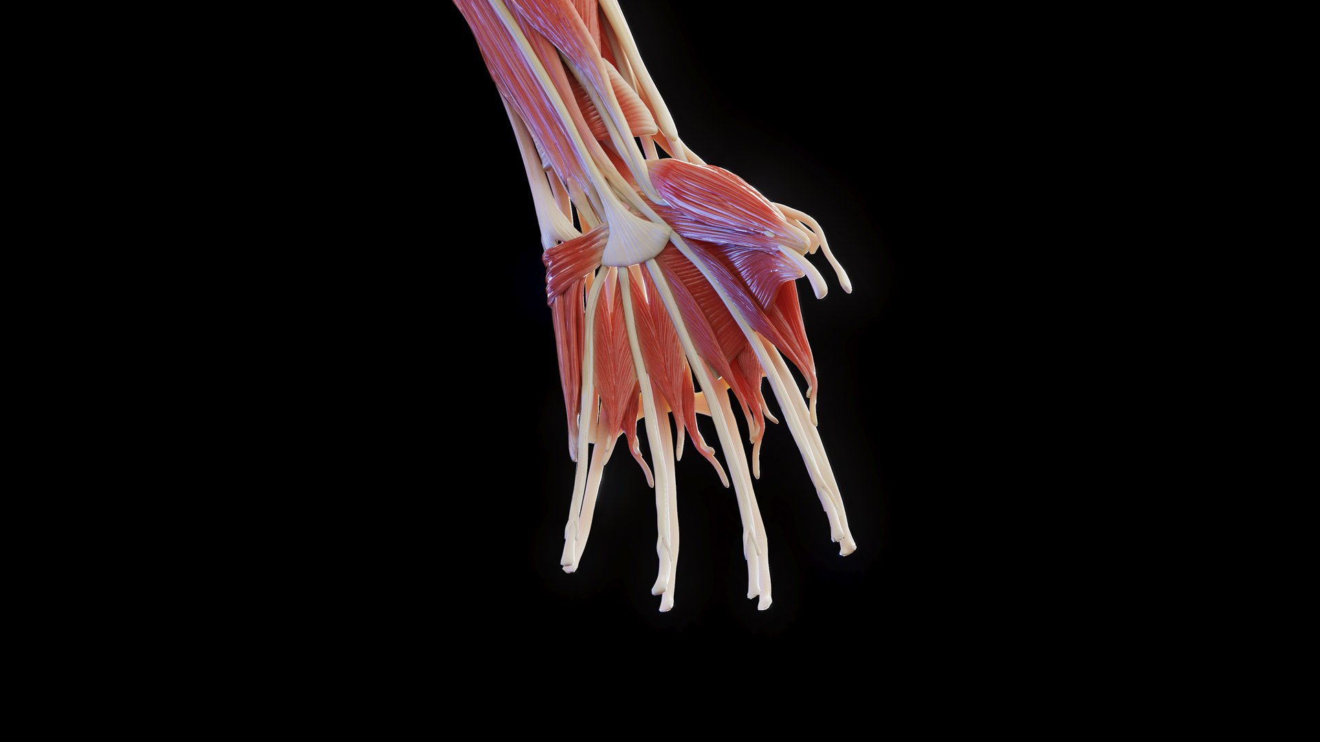 3D Human Male Muscular System - TurboSquid 2015240