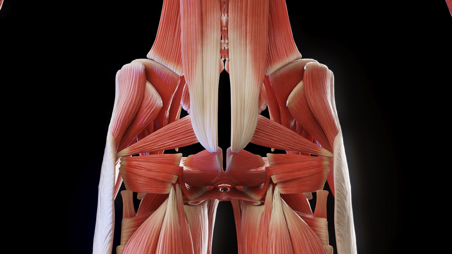 3D Human Male Muscular System - TurboSquid 2015240