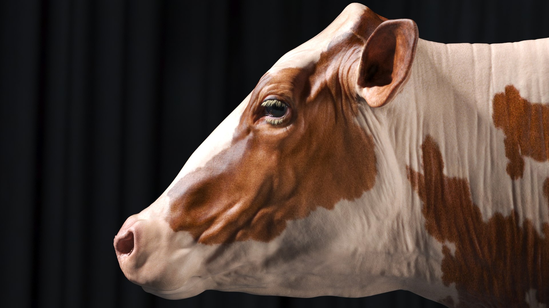 Bull Head Realistic 3D Model - TurboSquid 1399392