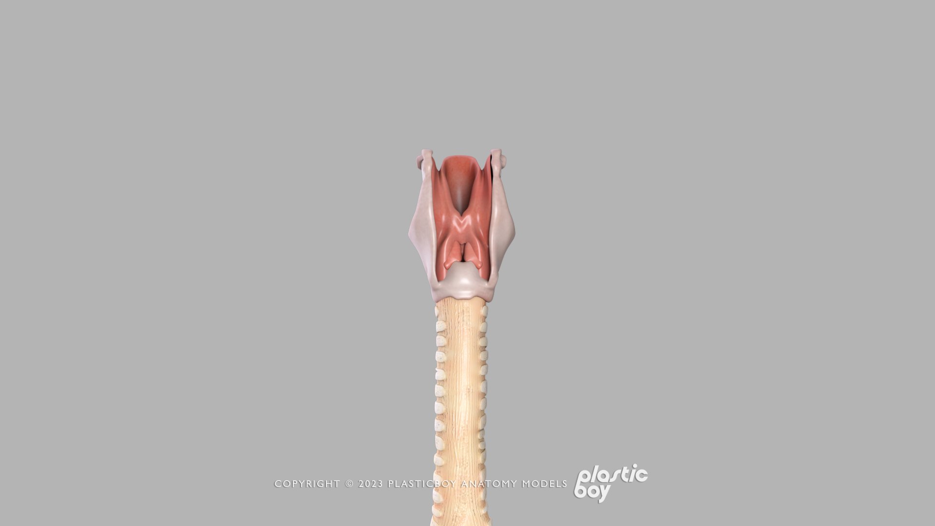 3D MAYA RIGGED Complete Male Female Anatomy PACK V7 model - TurboSquid ...