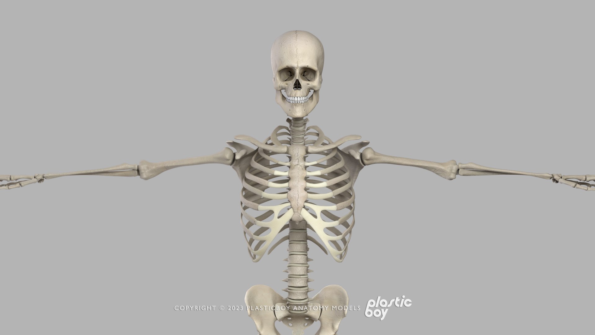 3D MAYA RIGGED Complete Male Female Anatomy PACK V7 model - TurboSquid ...