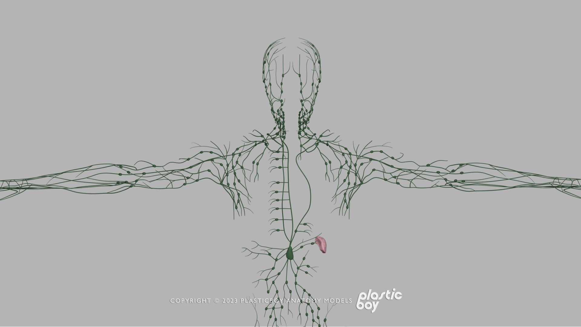 3D MAYA RIGGED Complete Male Female Anatomy PACK V7 model - TurboSquid ...