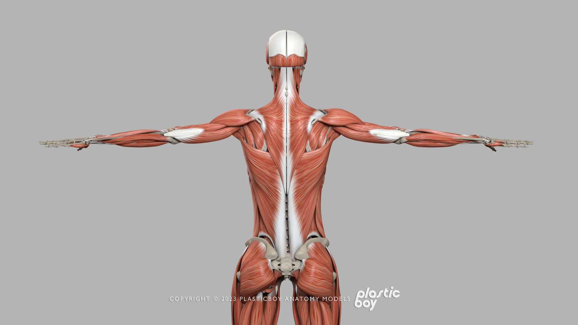 3D MAYA RIGGED Complete Male Female Anatomy PACK V7 model - TurboSquid ...