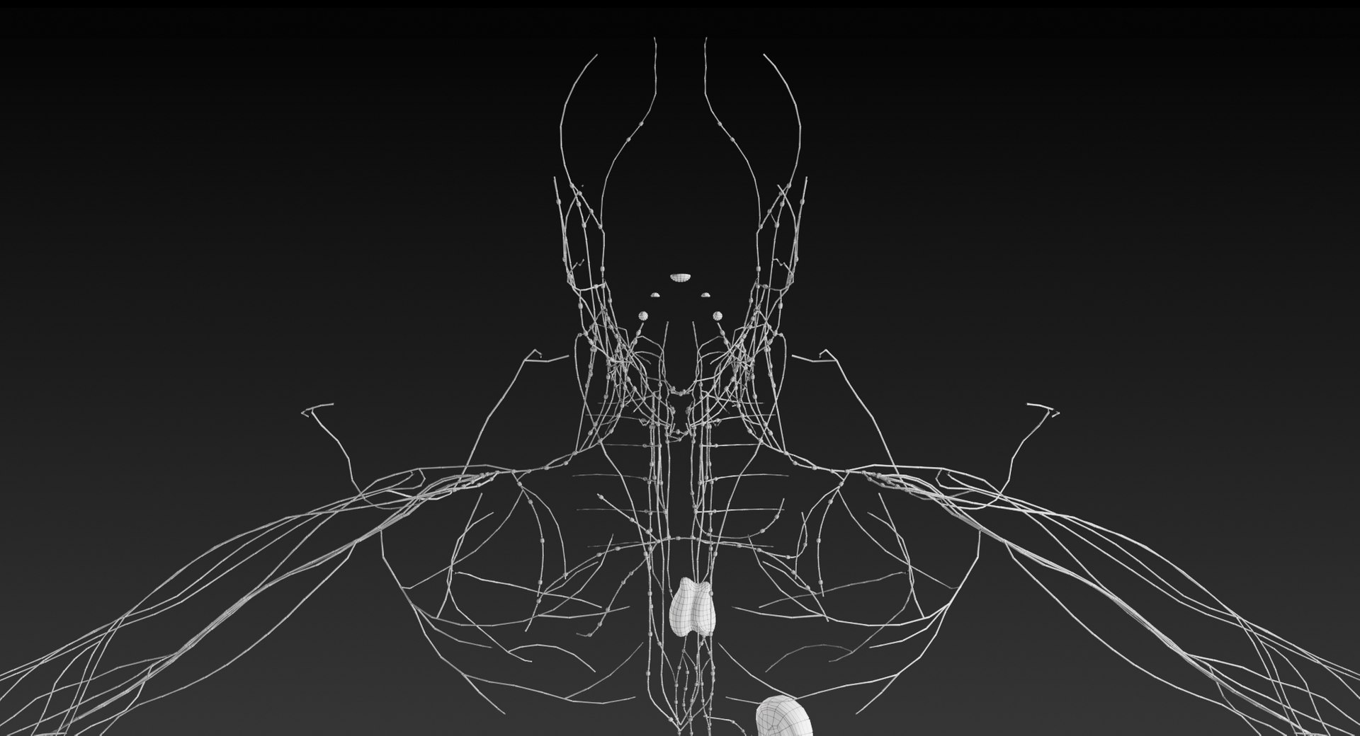 Realistic lymphatic model - TurboSquid 1411940