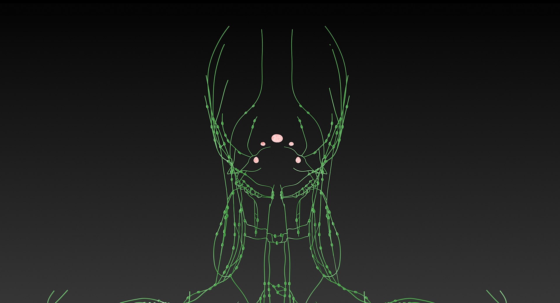 Realistic lymphatic model - TurboSquid 1411940