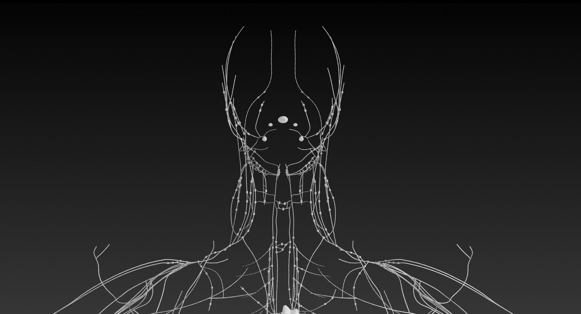 Realistic lymphatic model - TurboSquid 1411940