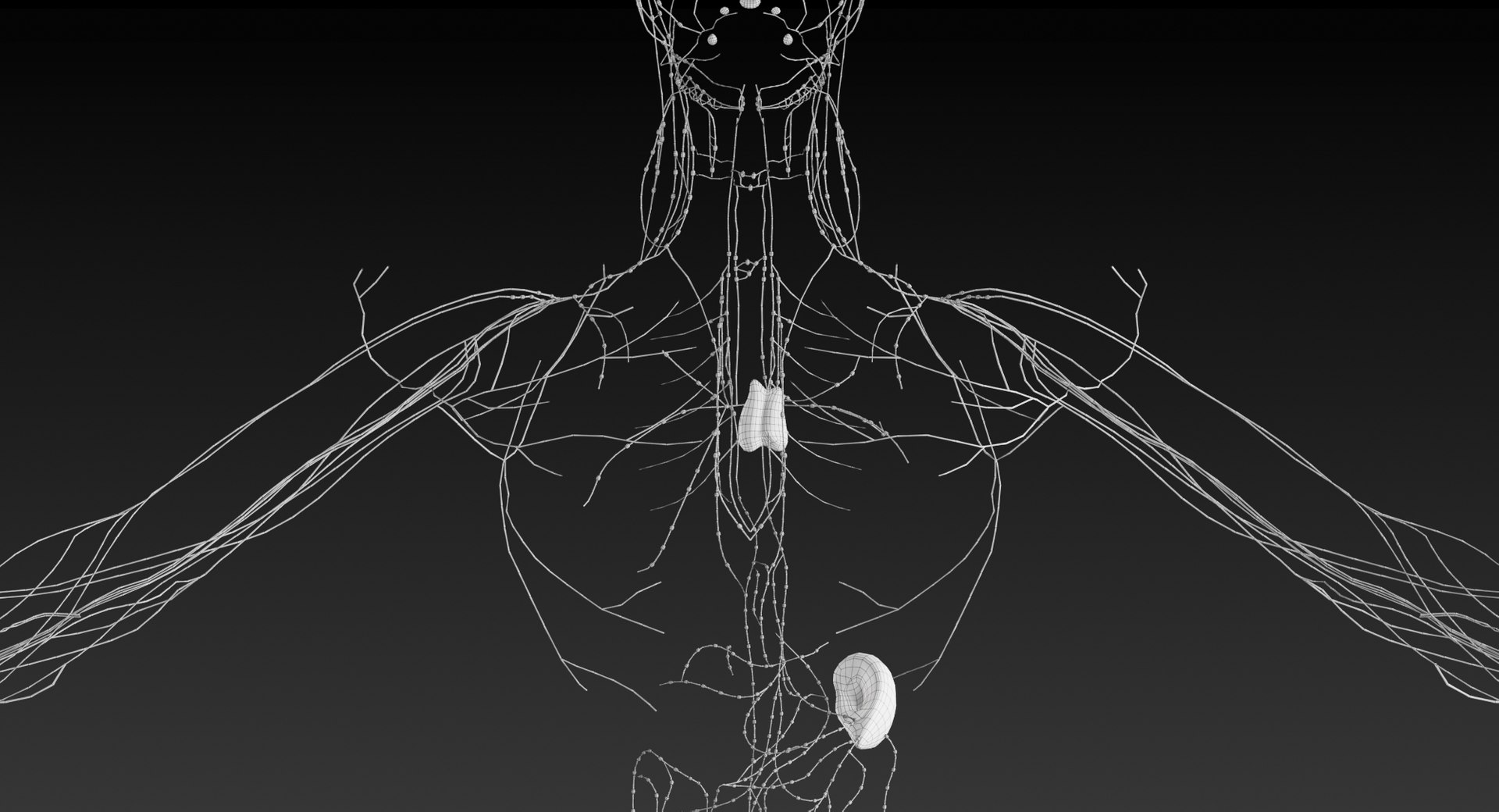 Realistic lymphatic model - TurboSquid 1411940