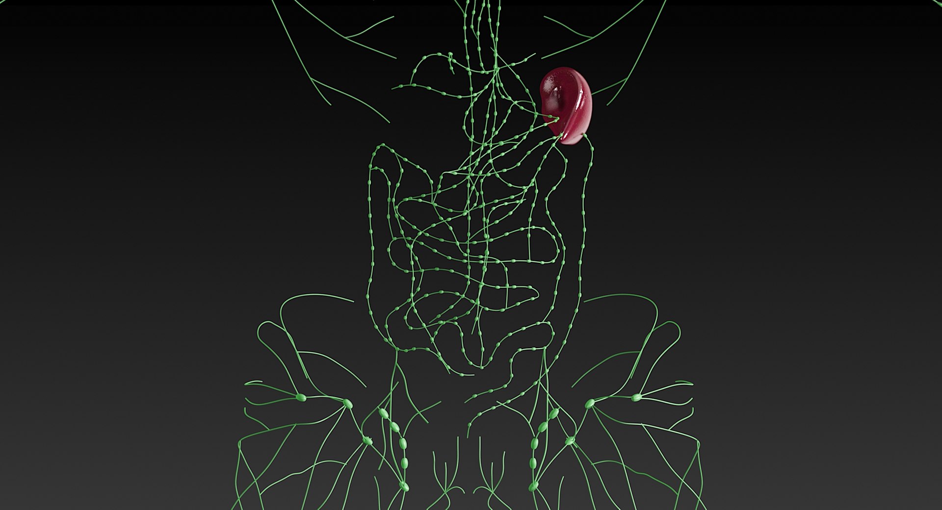 Realistic lymphatic model - TurboSquid 1411940