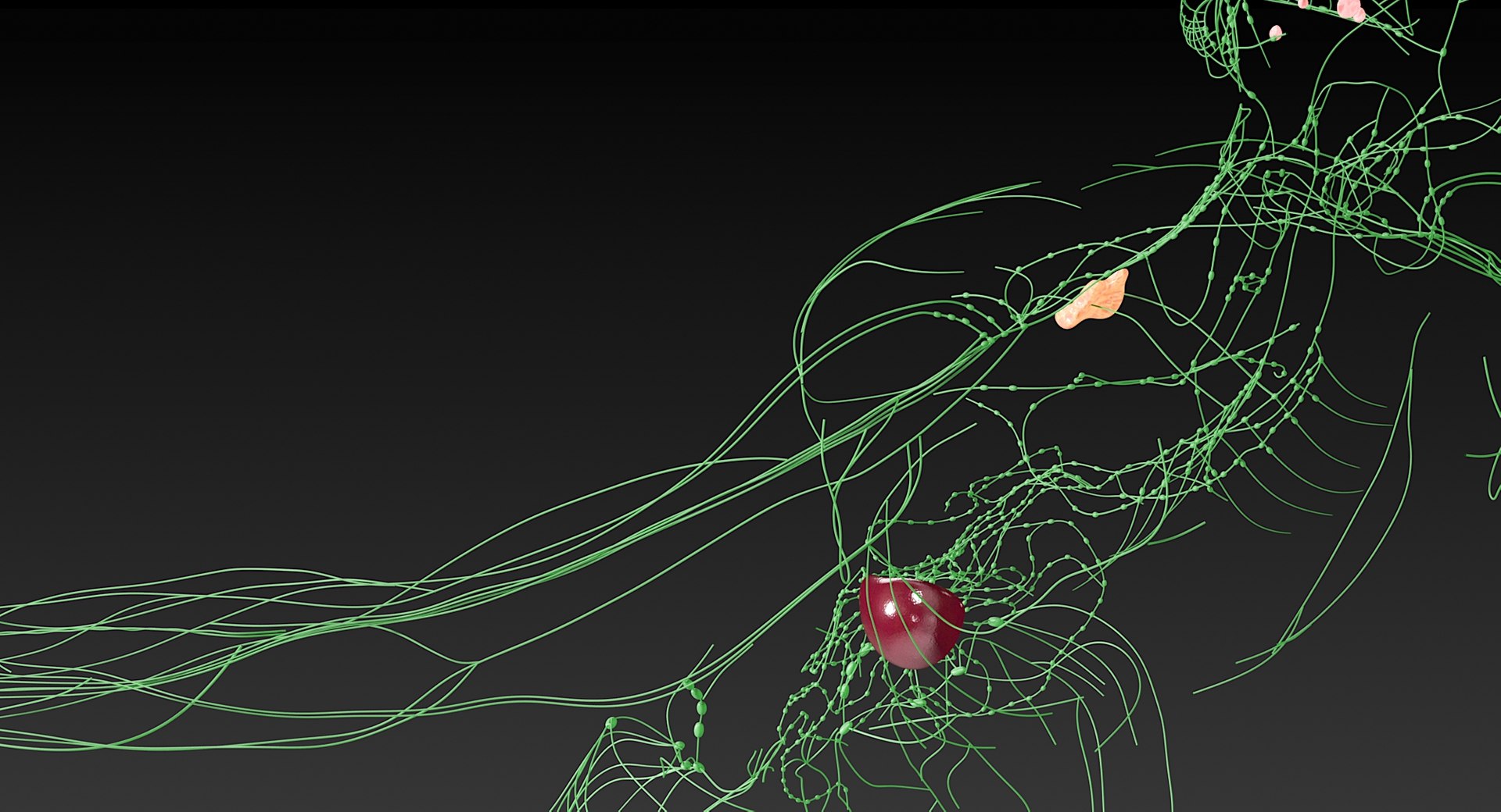Realistic lymphatic model - TurboSquid 1411940