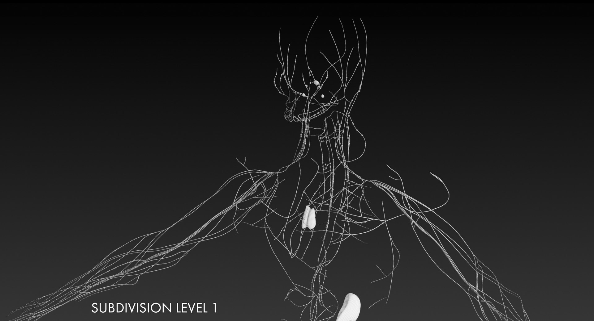 Realistic lymphatic model - TurboSquid 1411940