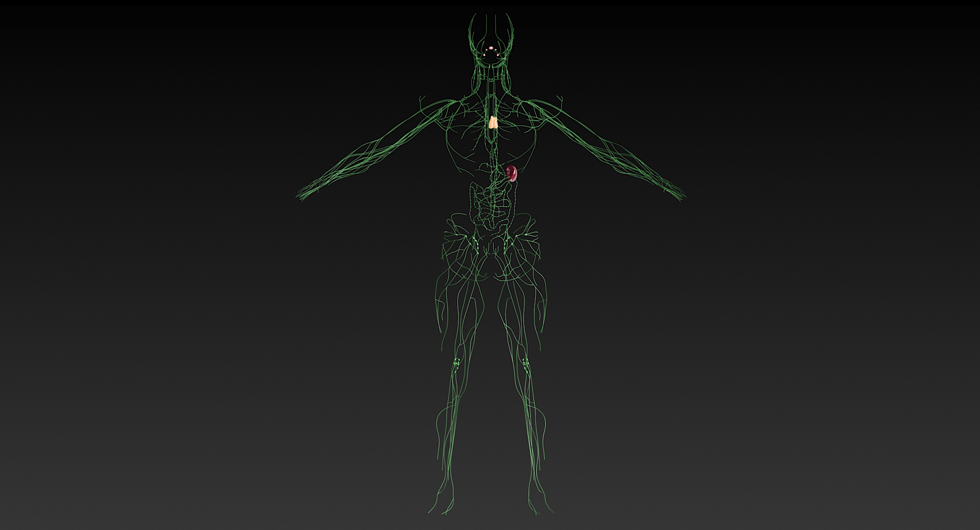 modelo 3d Sistema linfático - TurboSquid 1411940