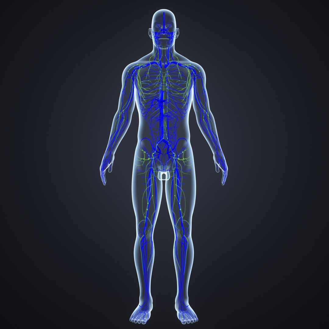 Body Veins Lymphs 3D Model - TurboSquid 1217413