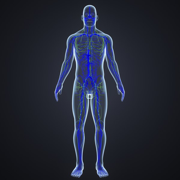 3D Anatomy-Blood-Vessel Models | TurboSquid