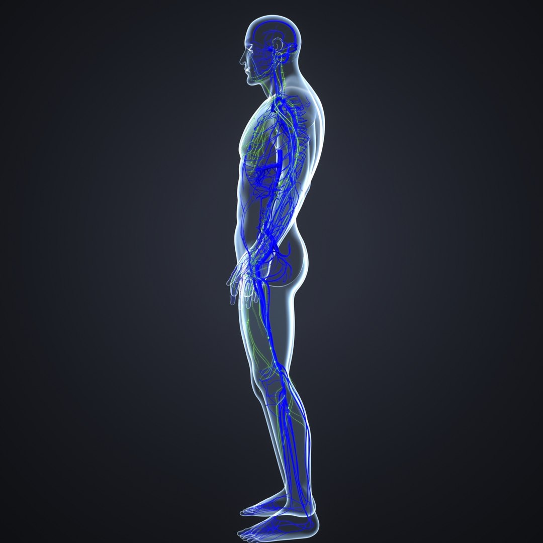 Body Veins Lymphs 3D Model - TurboSquid 1217413